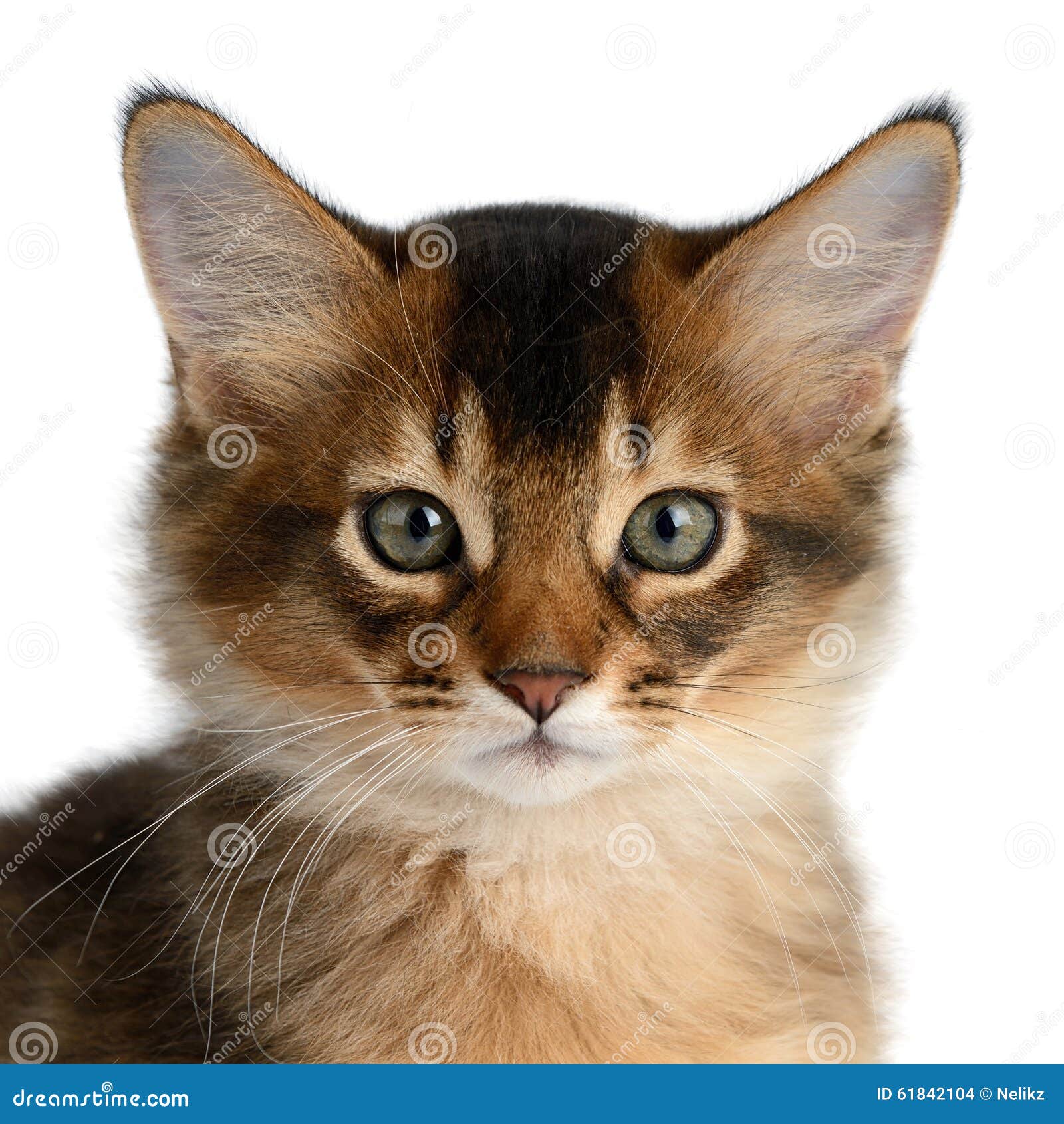 Portrait of a Cute Somali Kitten Stock Photo - Image of look, relaxed ...
