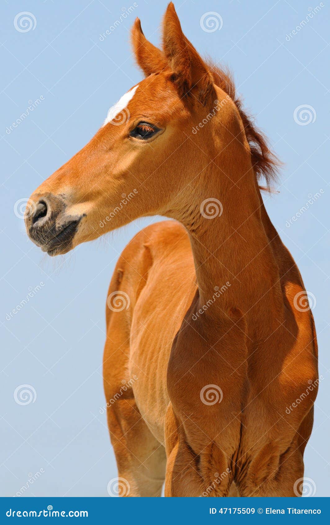 Portrait of Cute Sorrel Foal Stock Image - Image of horse, baby: 47175509