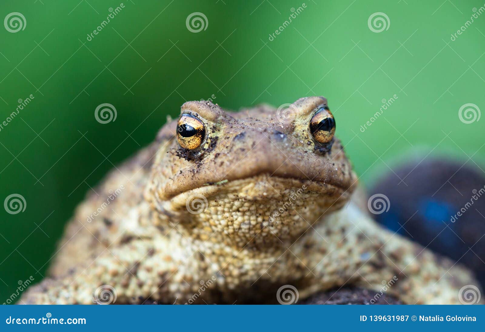 Portrait of Cute Spadefoot Toad with Bright Yellow Eyes Looking at the ...