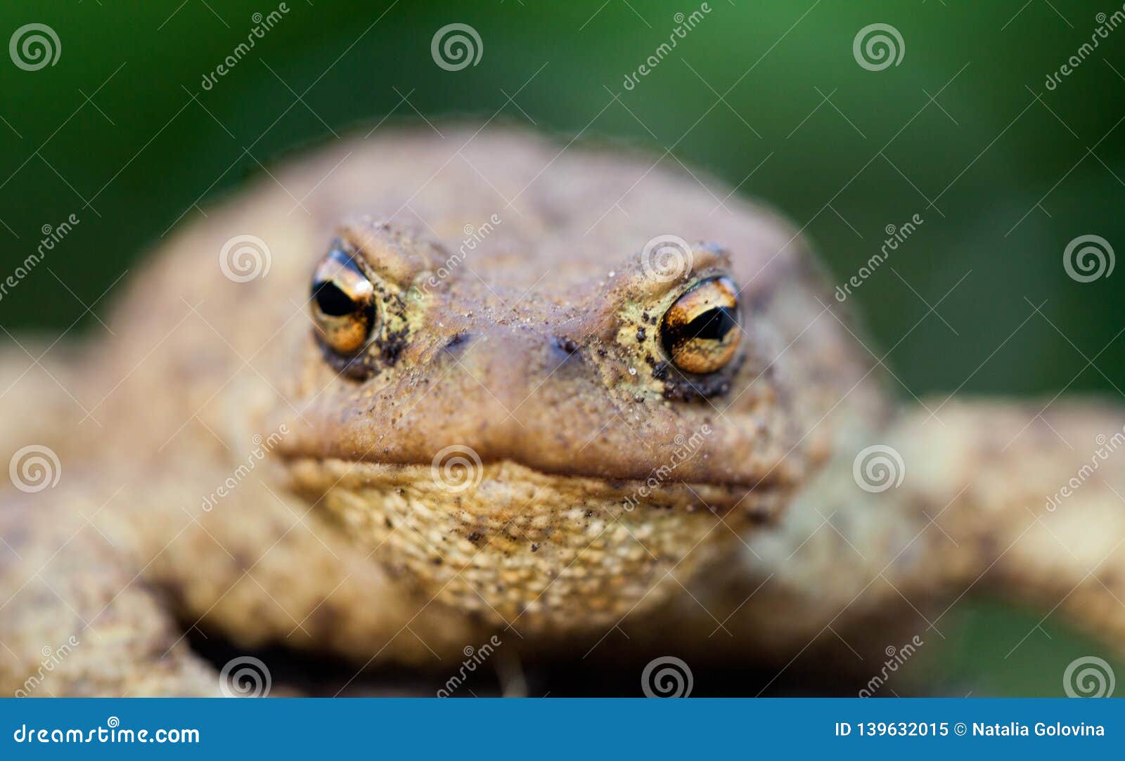 Portrait of Cute Spadefoot Toad with Bright Yellow Eyes Looking at the ...