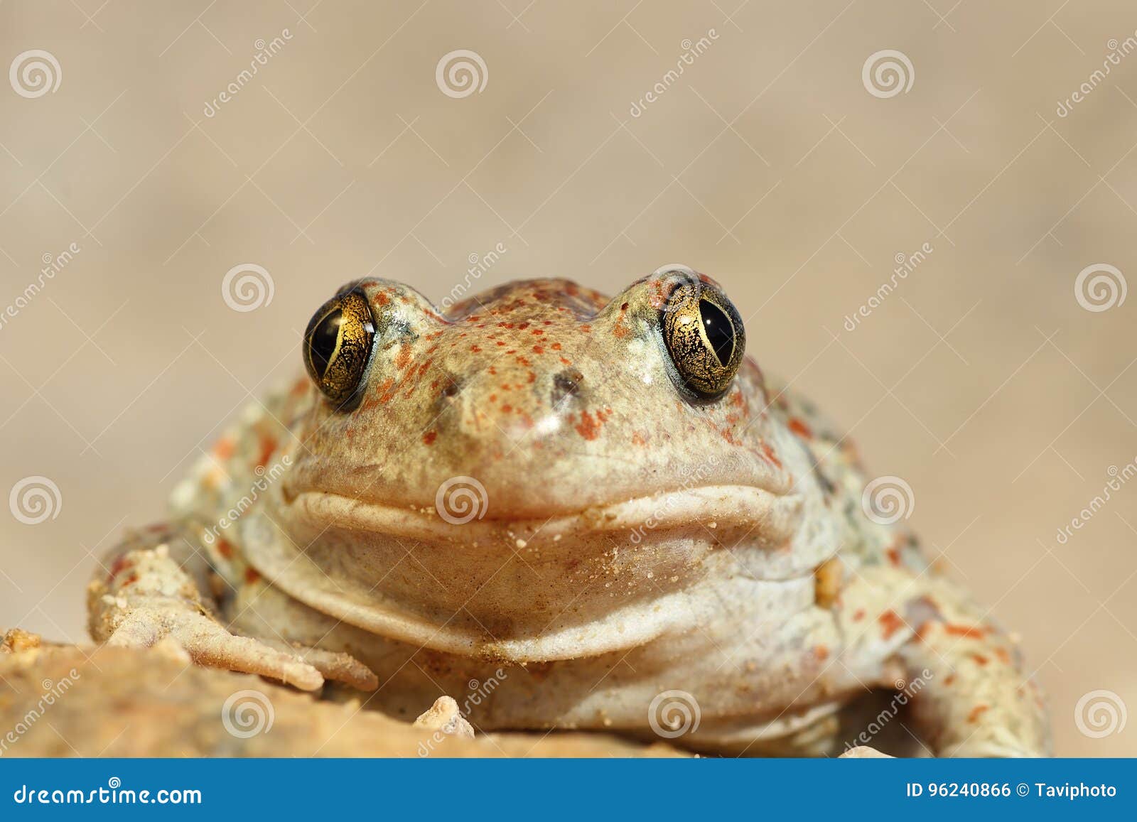 Portrait of Cute Spadefoot Toad Stock Photo - Image of frog, endemic ...