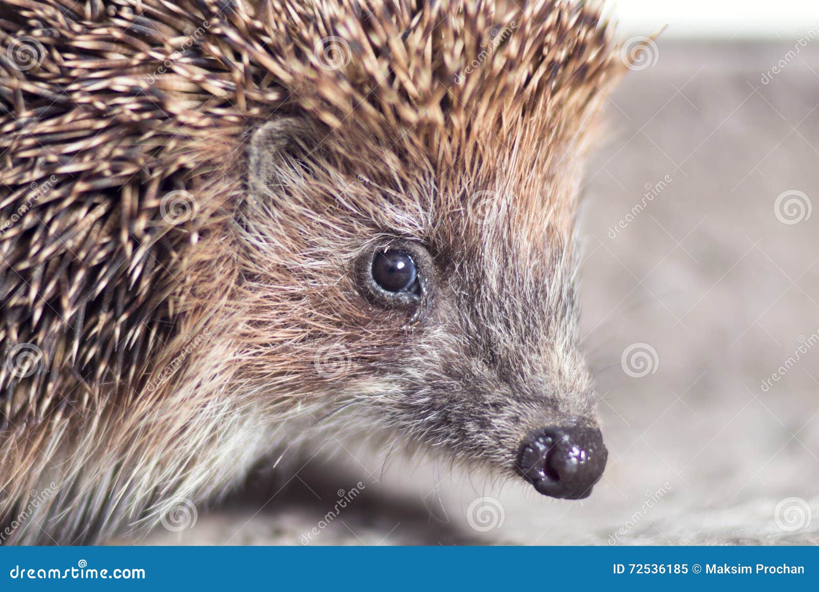 Portrait of a Cute Spiny Hedgehog Stock Image - Image of beautiful ...