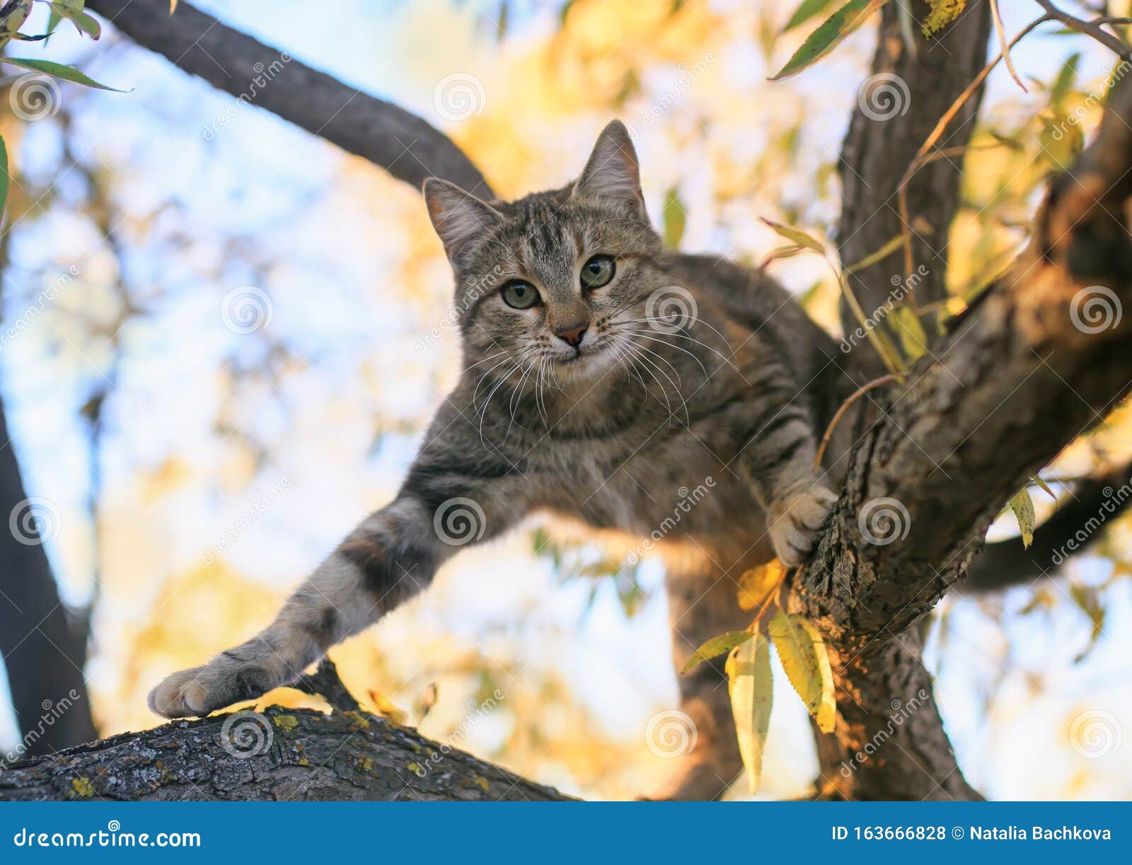 Portrait of a Cute Striped Kitten Climbing a Tree in a Sunny Spring ...