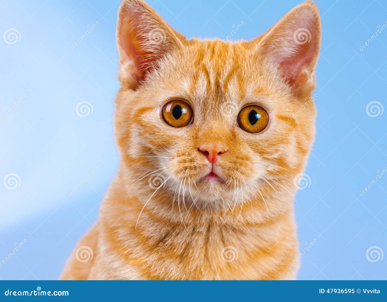 Portrait of Cute Surprised Kitten Stock Image - Image of background ...