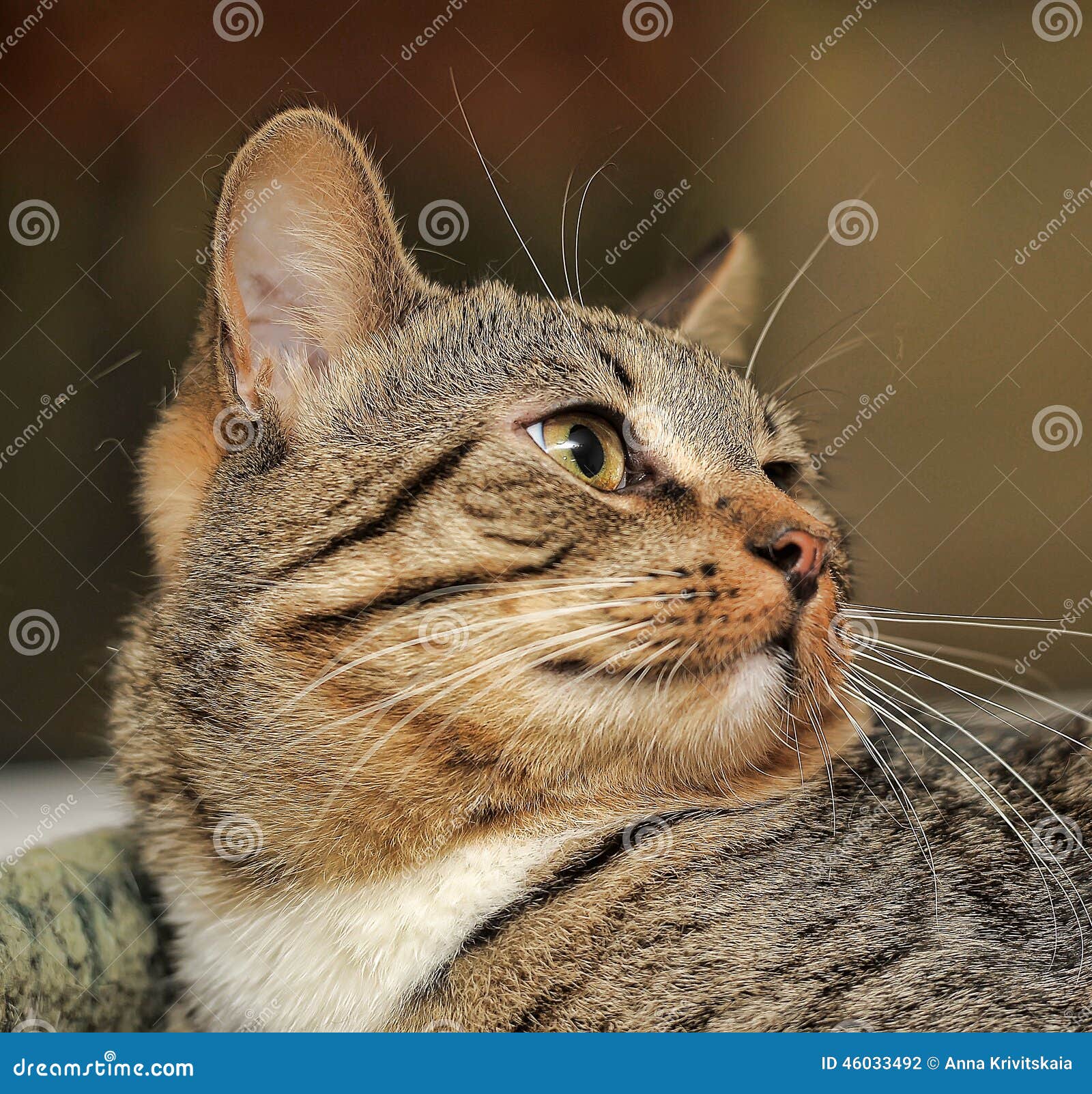 Portrait of cute tabby cat stock photo. Image of detail - 46033492