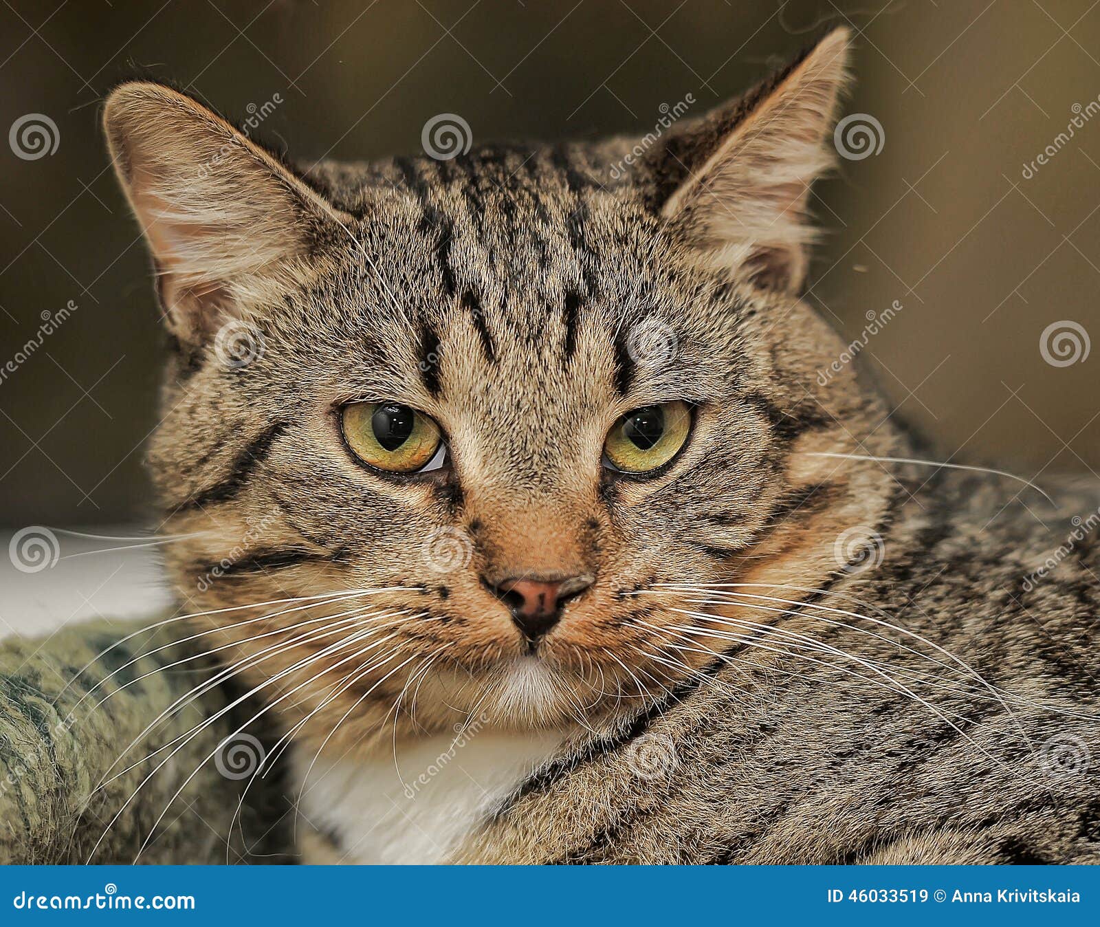 Portrait of cute tabby cat stock image. Image of cute - 46033519