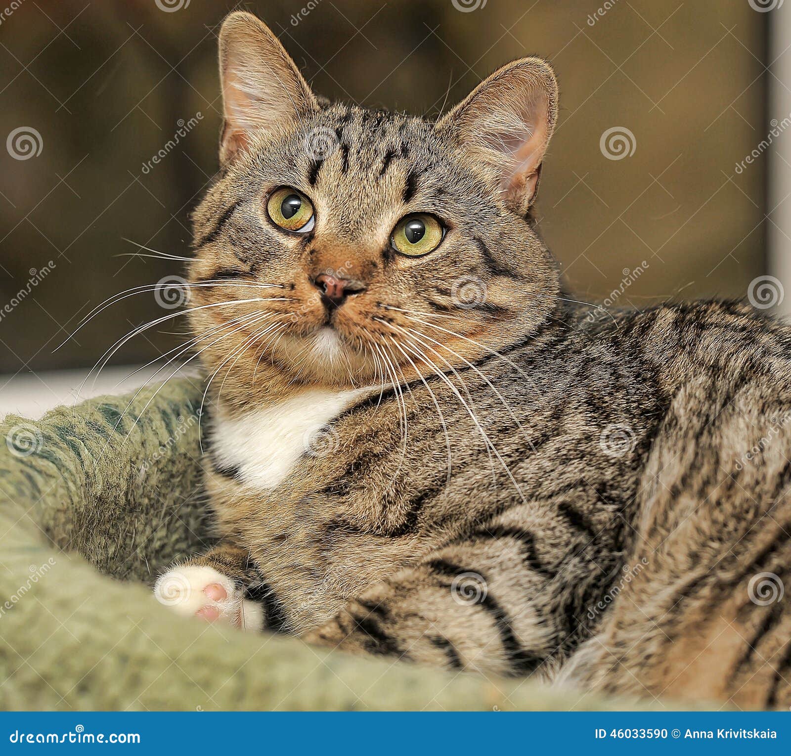 Portrait of cute tabby cat stock photo. Image of animals - 46033590