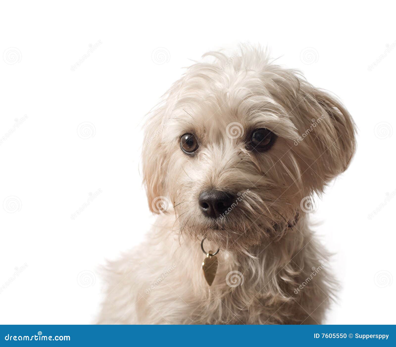 Portrait of Cute Terrier Dog Stock Photo - Image of looks, alert: 7605550