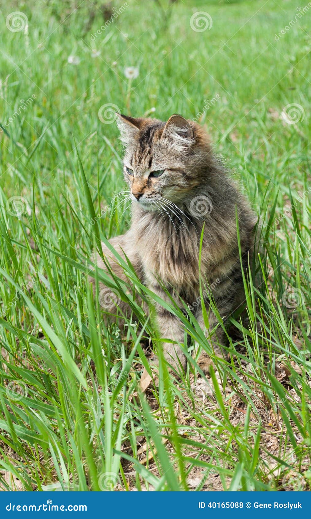 Portrait of Cute Three Colored Cat Stock Photo - Image of animal ...
