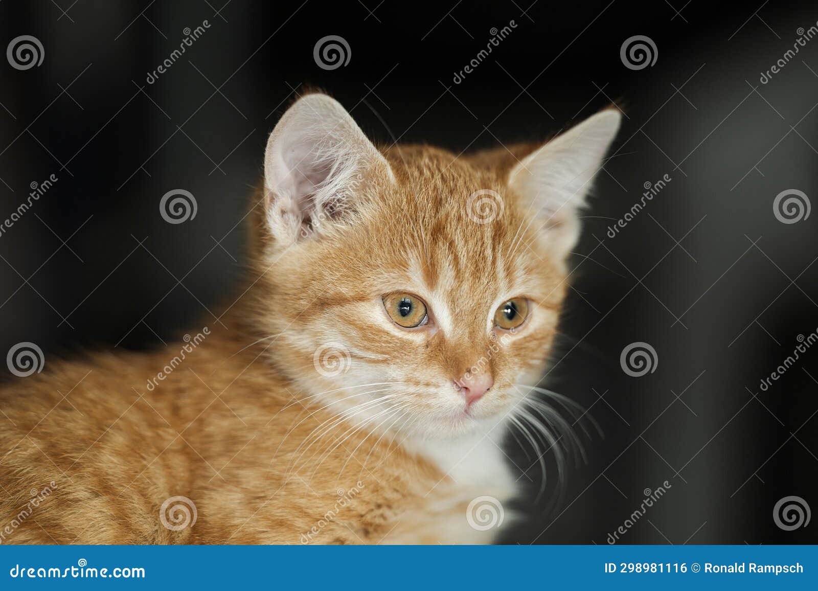 Portrait of a cute tomcat stock photo. Image of lovely - 298981116