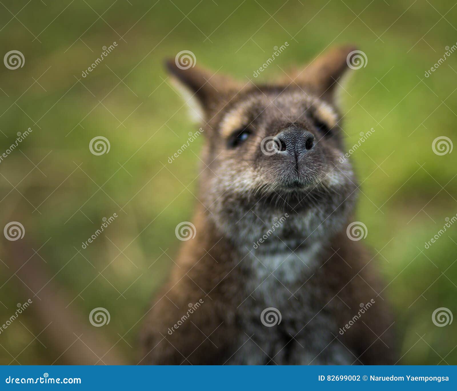 Portrait of a cute wallaby stock photo. Image of wallabies - 82699002