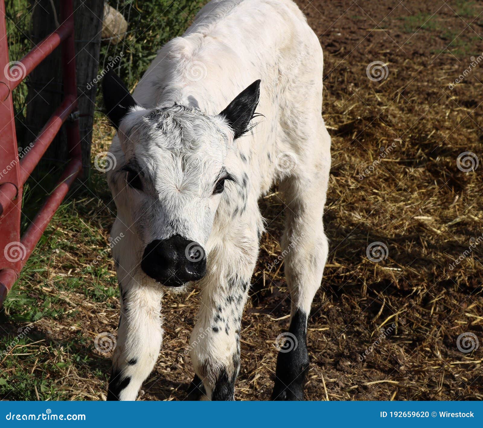 Portrait of a Cute White Calf in a Farm Stock Photo - Image of wood ...