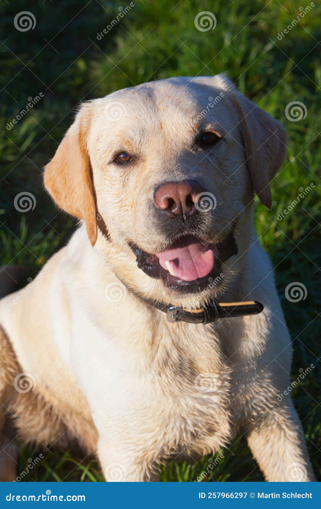 Portrait of a Cute White Labrador Stock Image - Image of race, cute ...