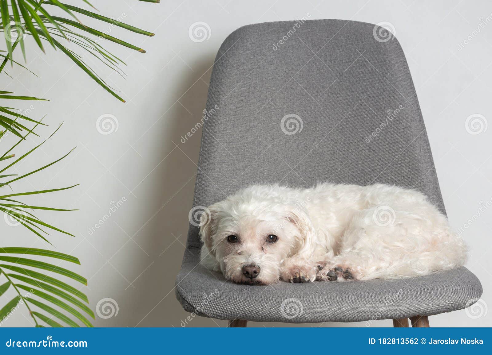 Portrait of a Cute White Long-haired Maltese. Stock Photo - Image of ...