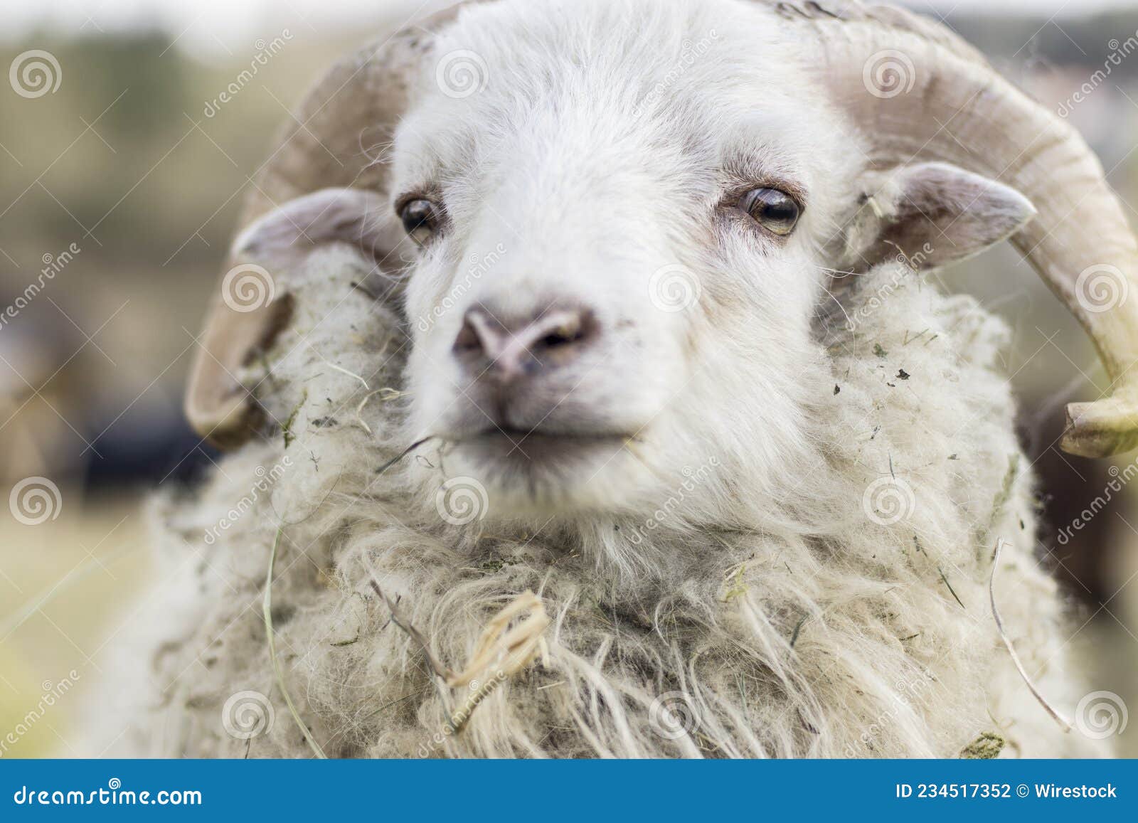 Portrait of a Cute White Sheep Stock Photo - Image of look, agriculture ...