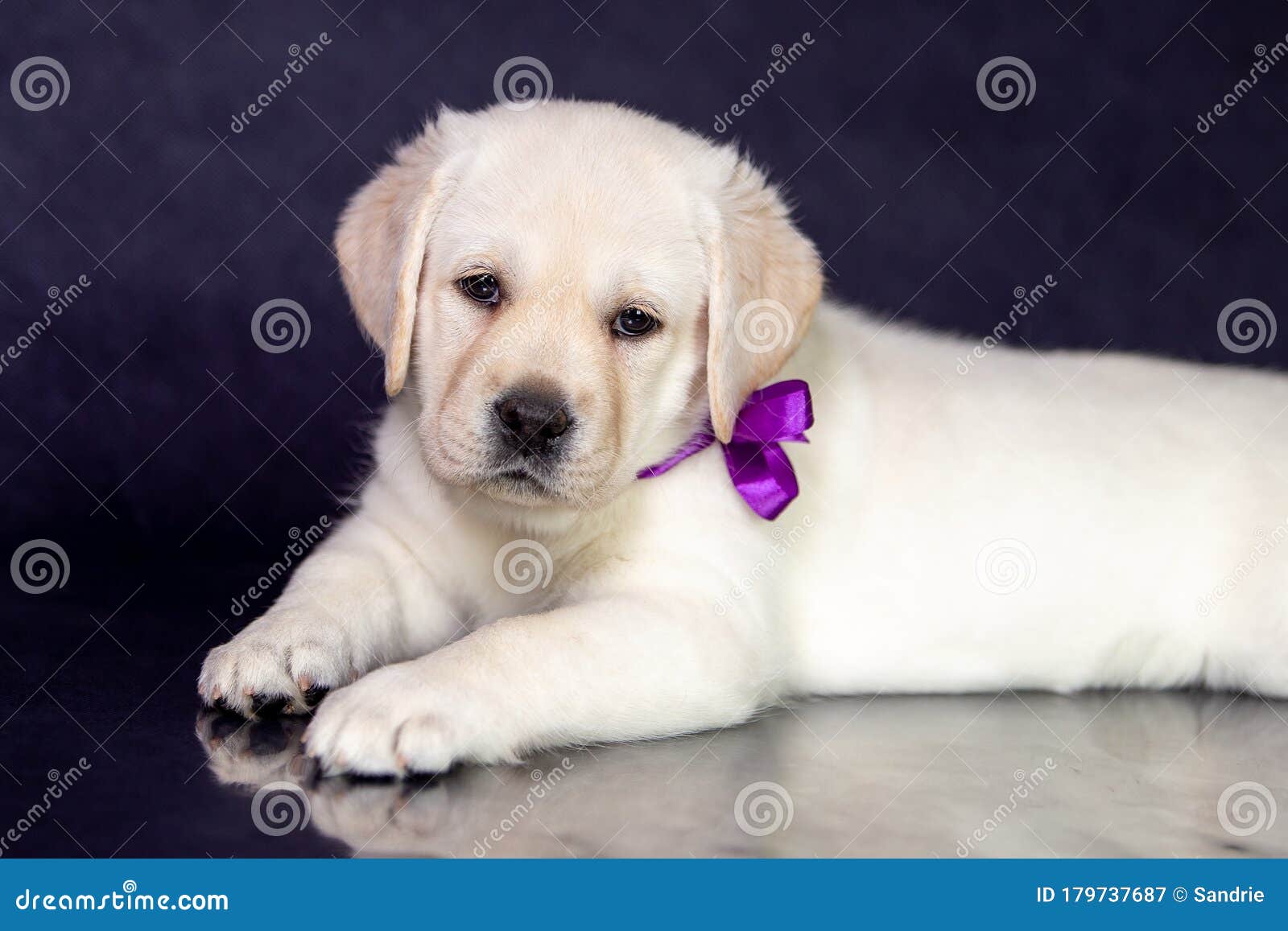 Portrait of a Cute Yellow Labrador Puppy in the Studio. Stock Image ...