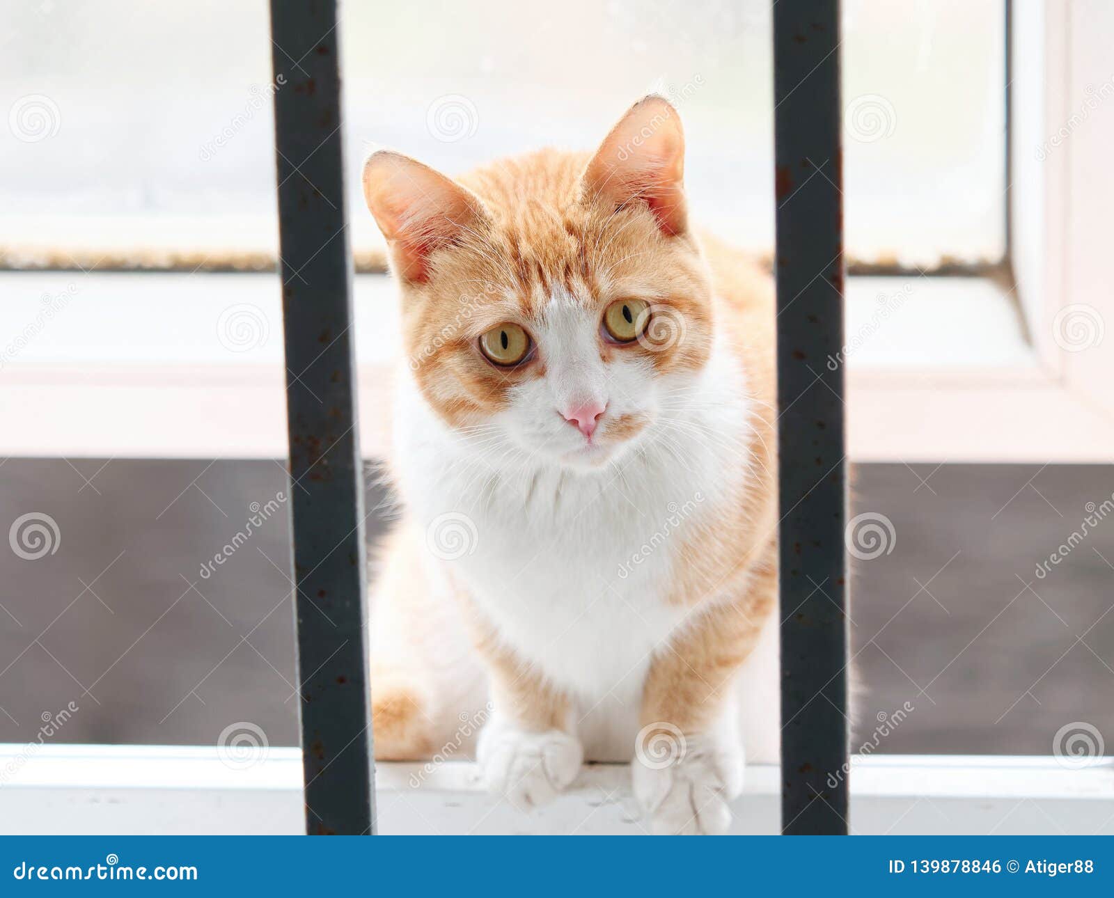 Portrait of a Cute Yellow Tabby Cat Looking at Camera Behind Windows ...