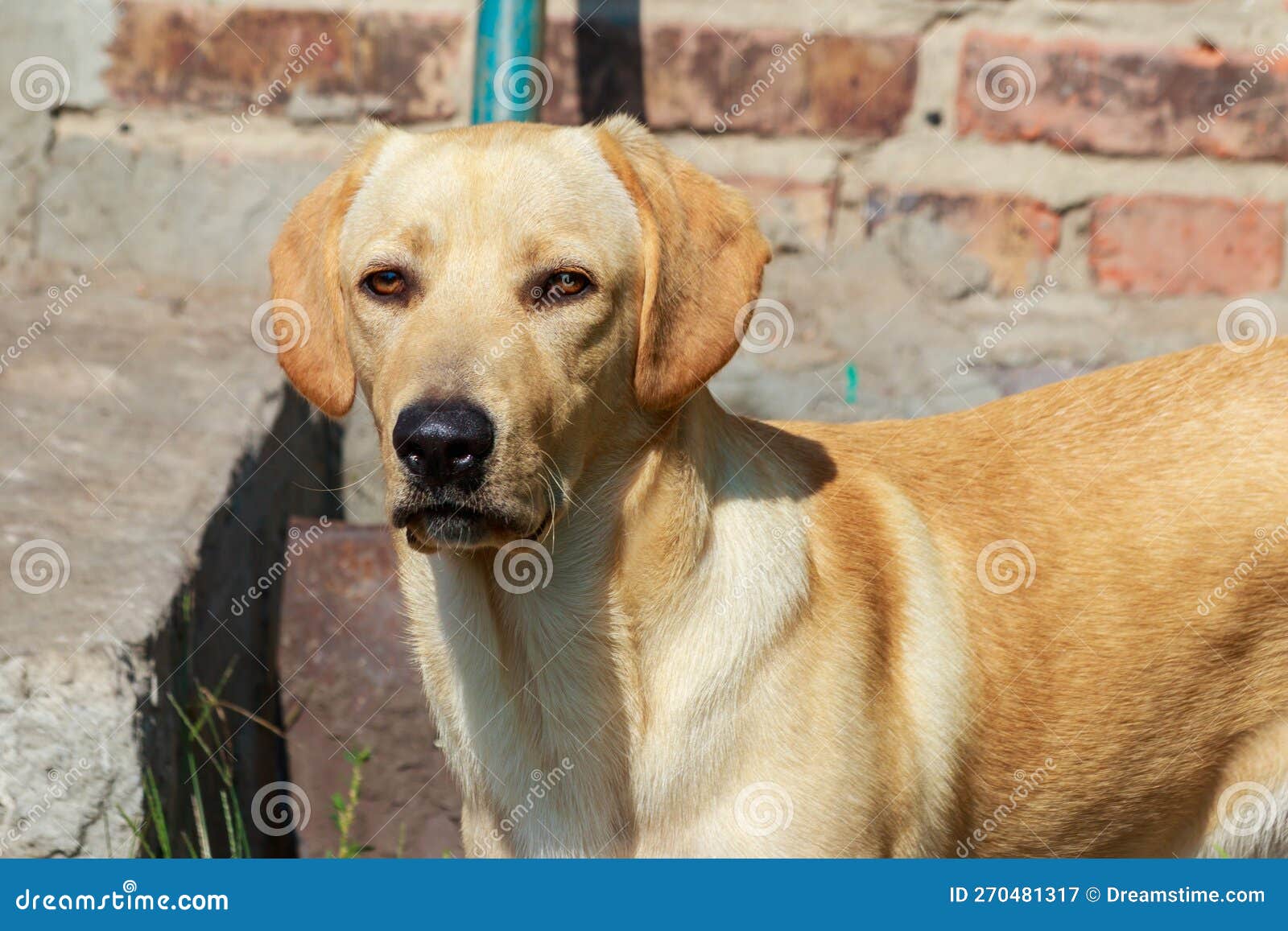 Portrait of Cute Young Labrador Retriever Stock Image - Image of friend ...