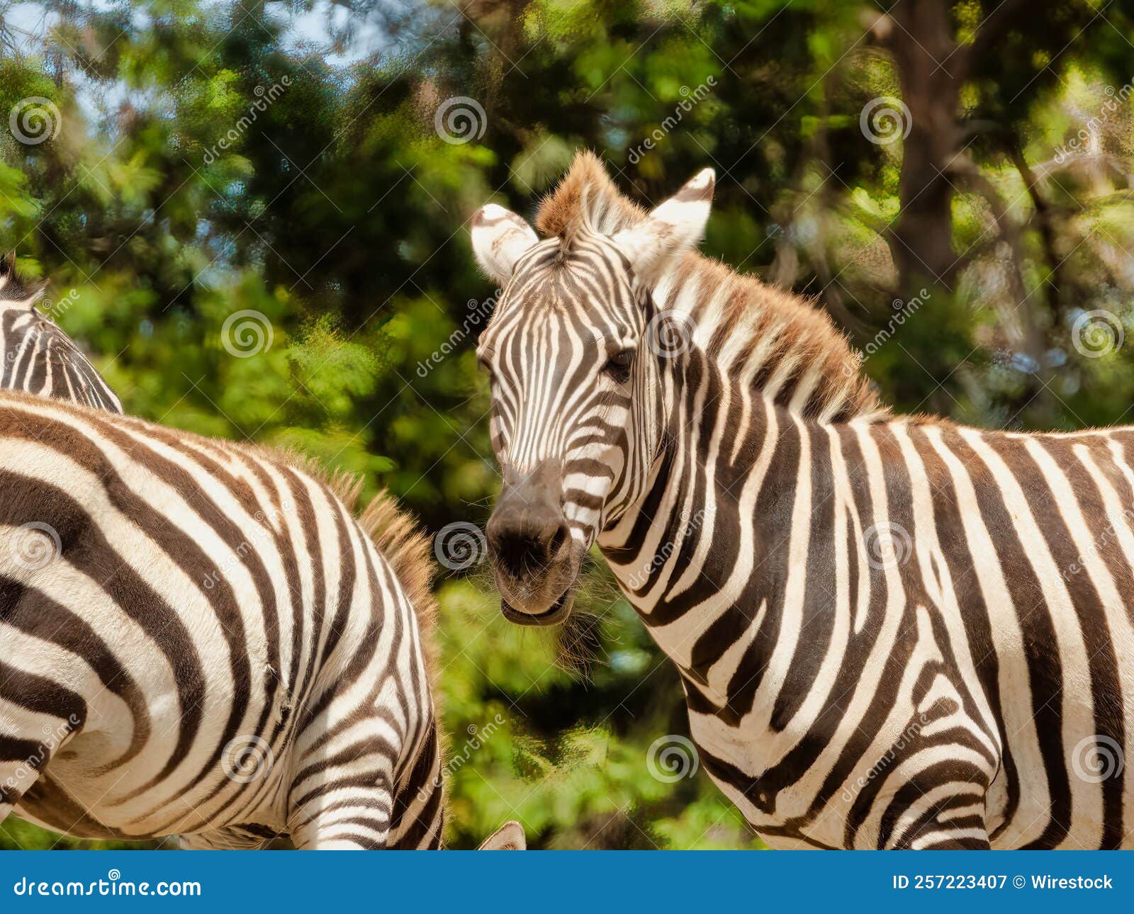 Portrait of a Cute Zebra (Hippotigris) Stock Image - Image of portrait ...