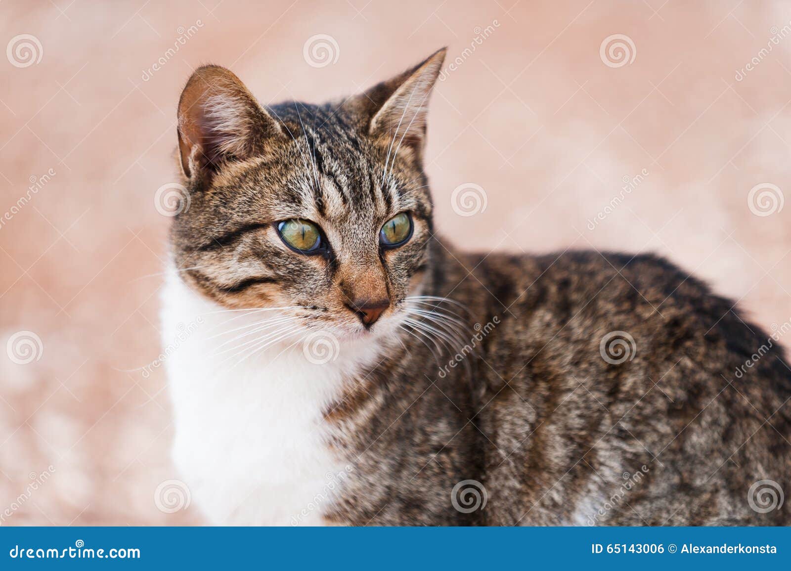 Portrait of Cyprian cat stock photo. Image of head, isolated - 65143006