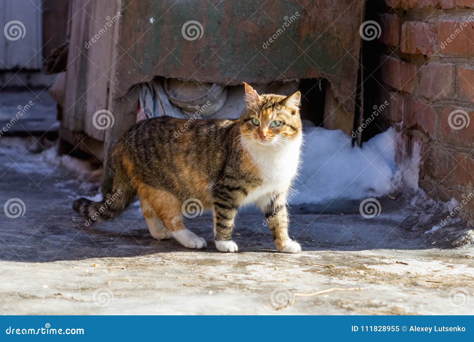 Portrait D'un Chat Rouge Dans La Campagne Image stock - Image du jeune ...