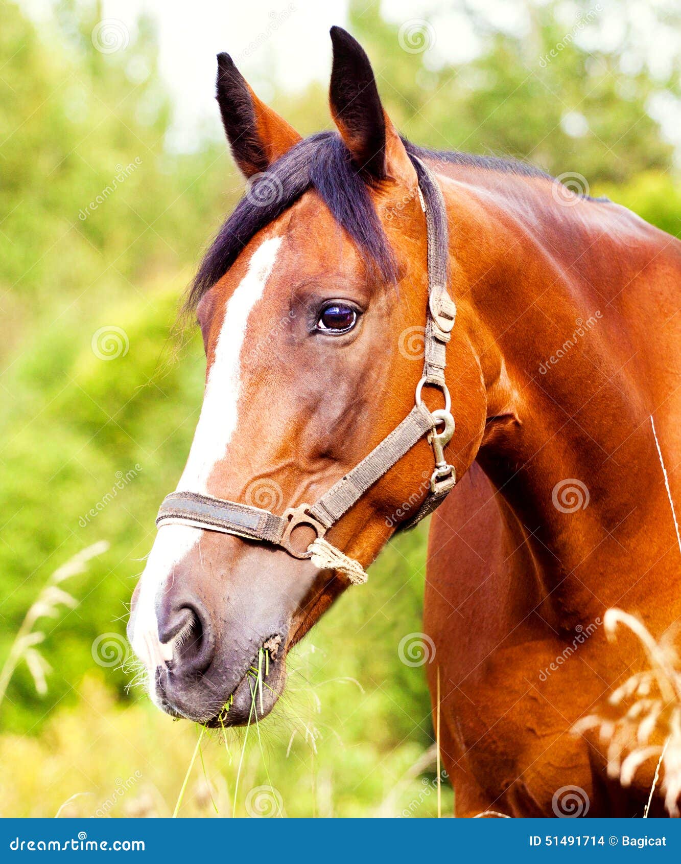 Portrait D'un Cheval Brun Clair Dans L'herbe Photo stock - Image du ...
