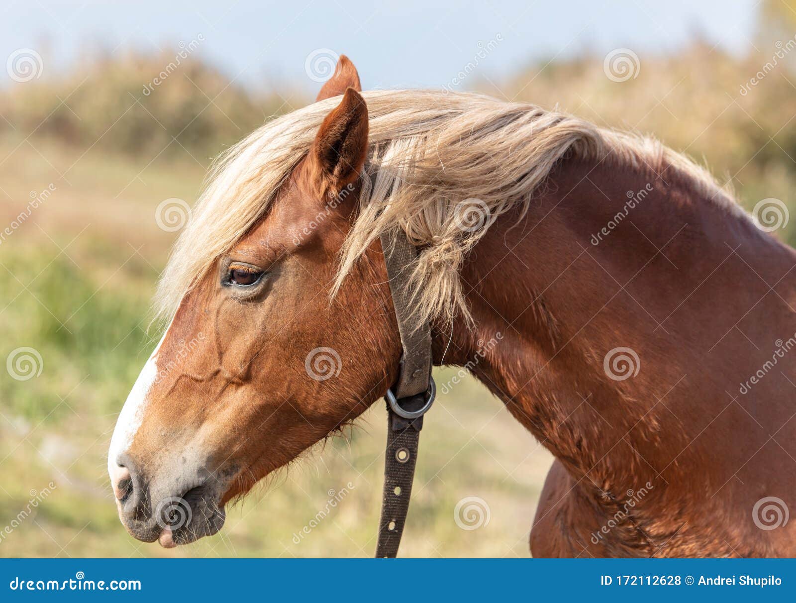 Portrait D'un Cheval Dans Un Pré Photo stock - Image of crinière ...
