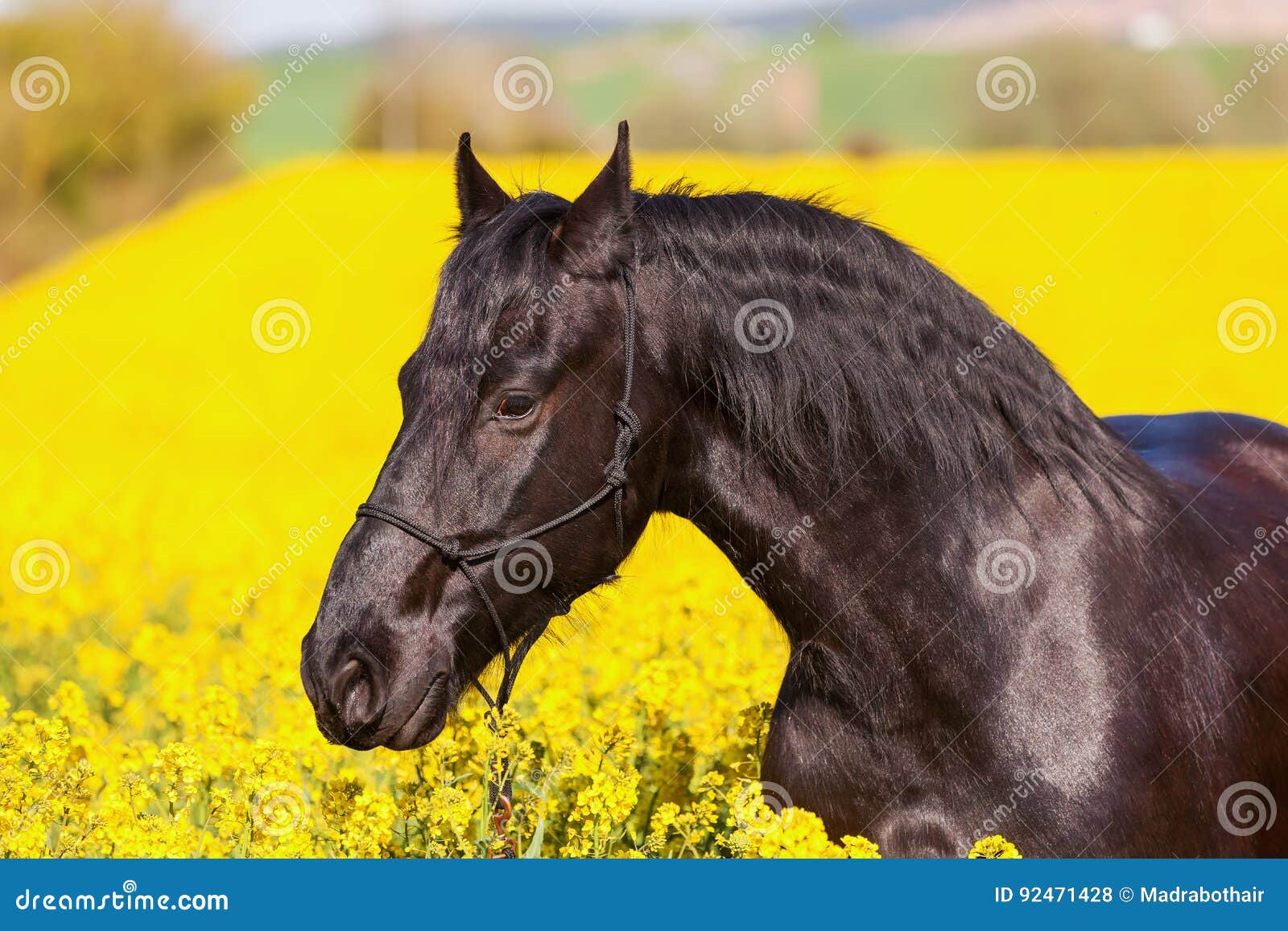 Portrait D'un Cheval Frison Photo stock - Image du ferme, fleurs: 92471428