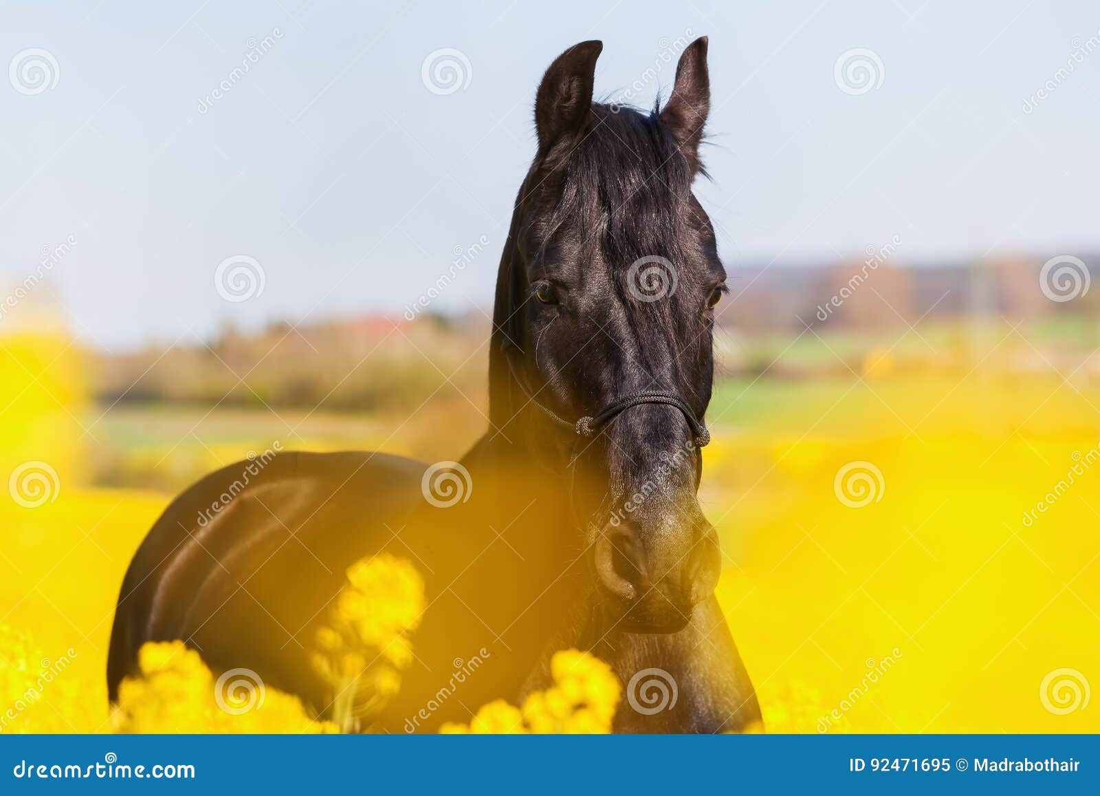 Portrait D'un Cheval Frison Image stock - Image du noir, fleurs: 92471695