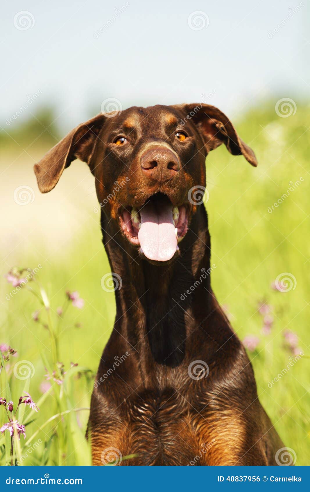 Portrait D'un Chien Brun De Pinscher De Dobermann Photo stock - Image ...