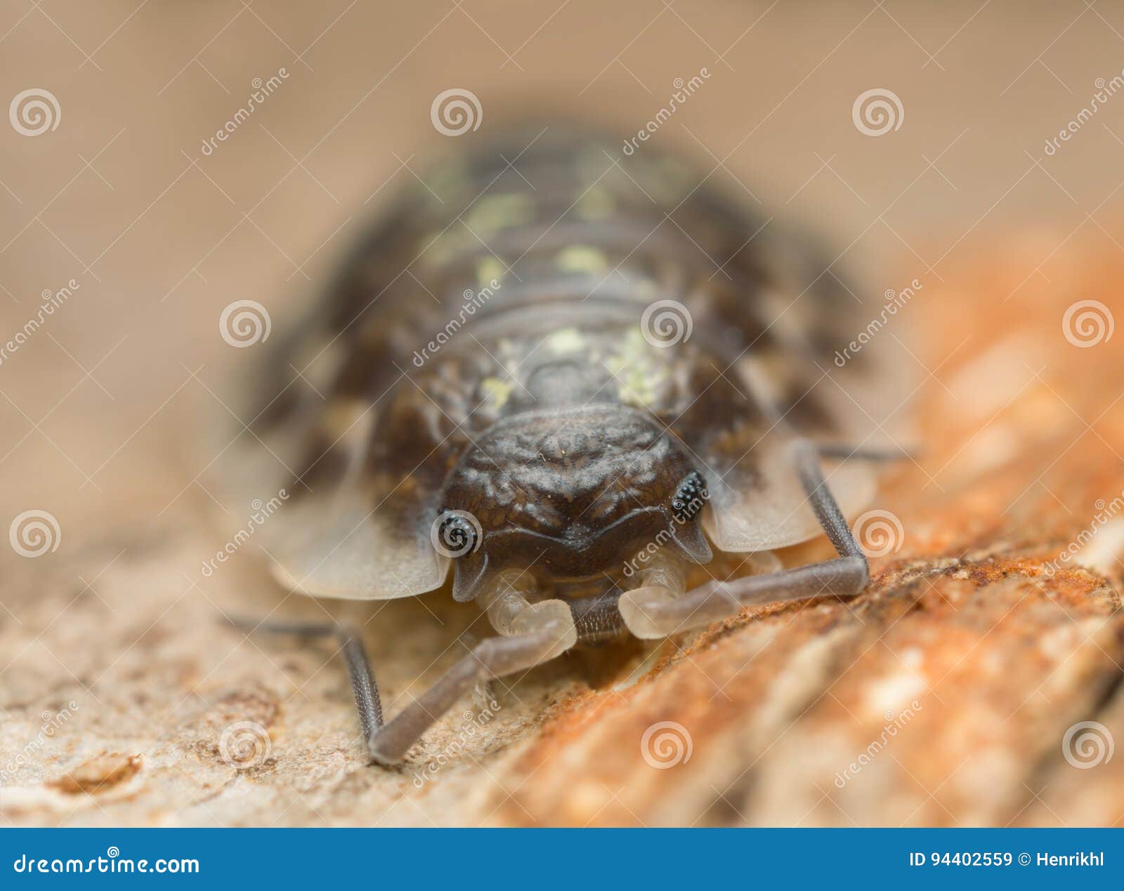 Un Cloporte Photos Stock - Téléchargez 79 Photos libres de droits