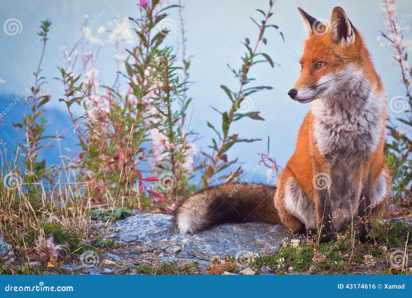 Portrait D'un Fox : Une Colle Amicale Photo stock - Image du colle ...