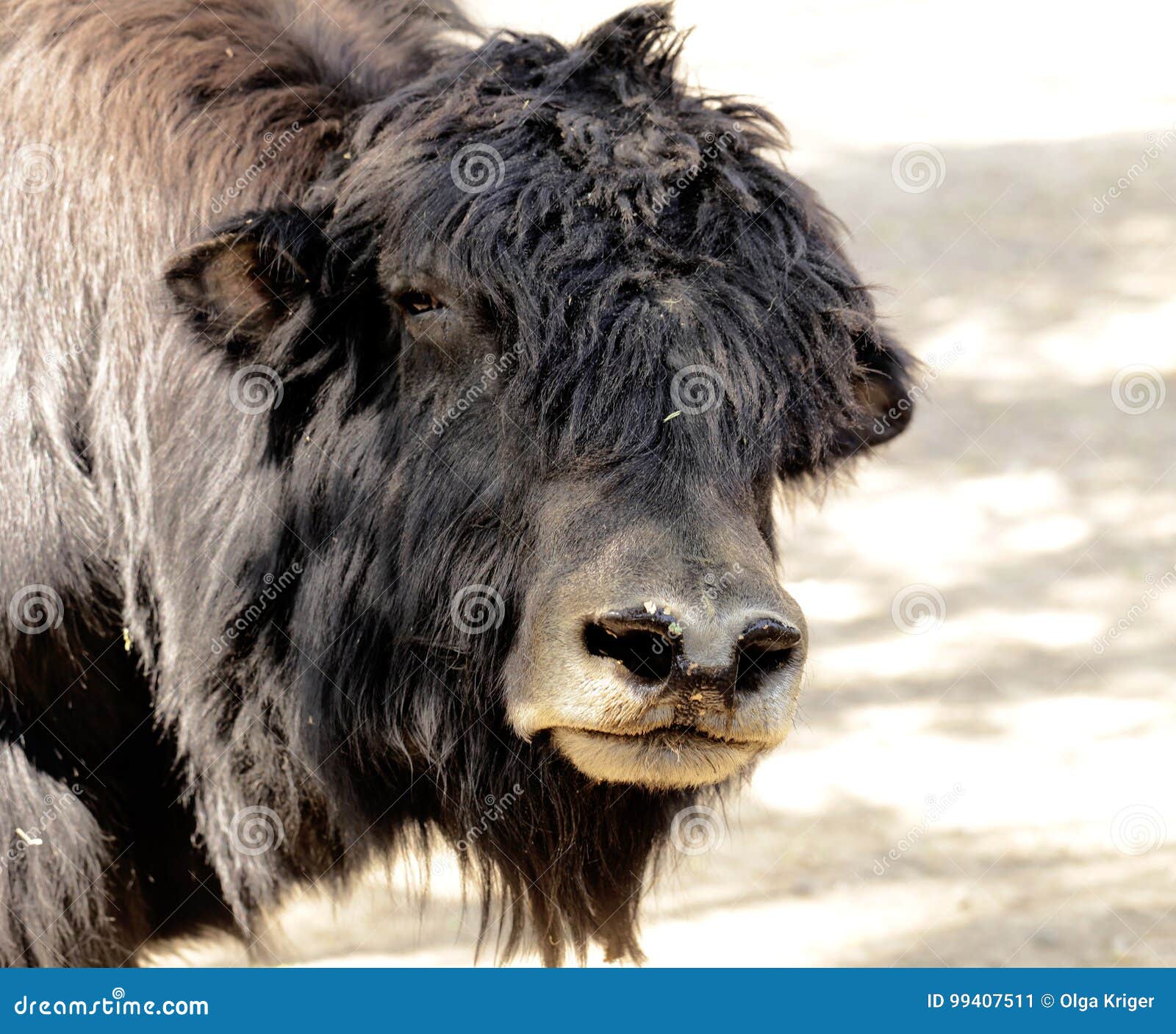 Portrait D'un Grand Yak De Taureau Image stock - Image du tibet, klaxon ...
