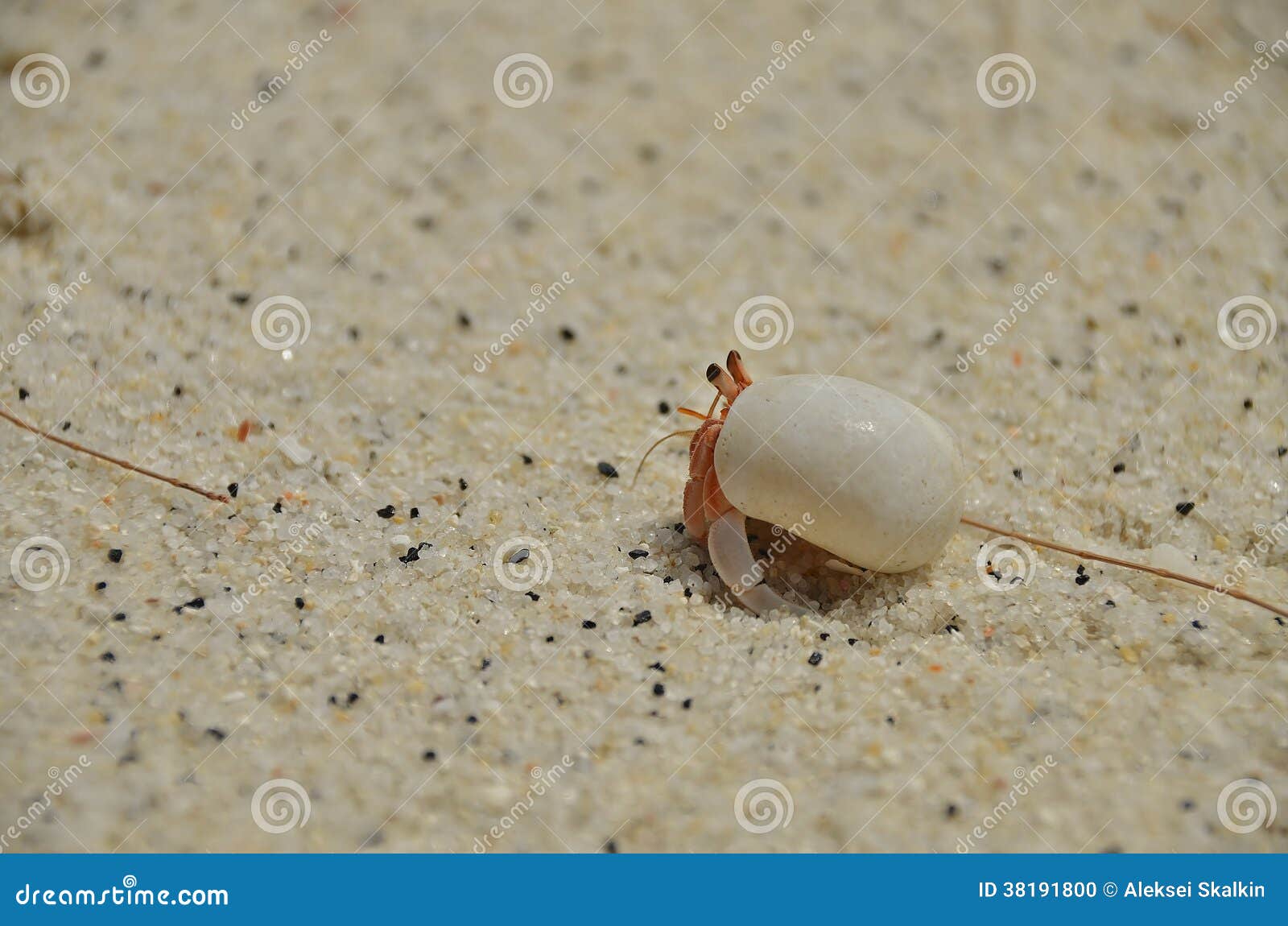 Portrait D'un Jeune Ermite Marin Photo stock - Image du sable ...