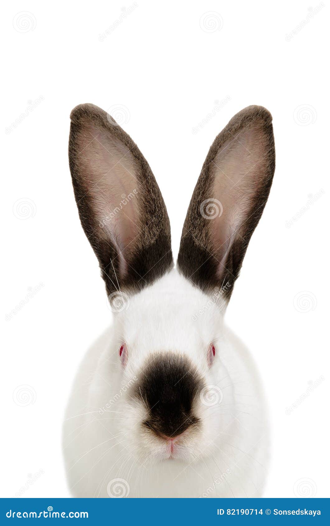 Portrait D'un Lapin Blanc Albinos Photo stock - Image du beauté ...