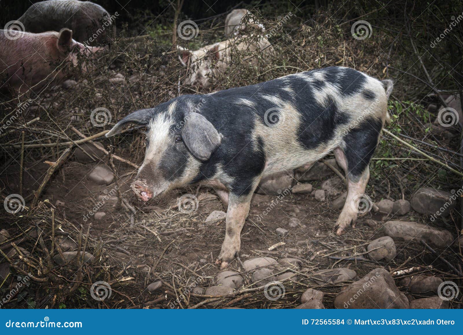Portrait d'un porc photo stock. Image du herbe, viande - 72565584