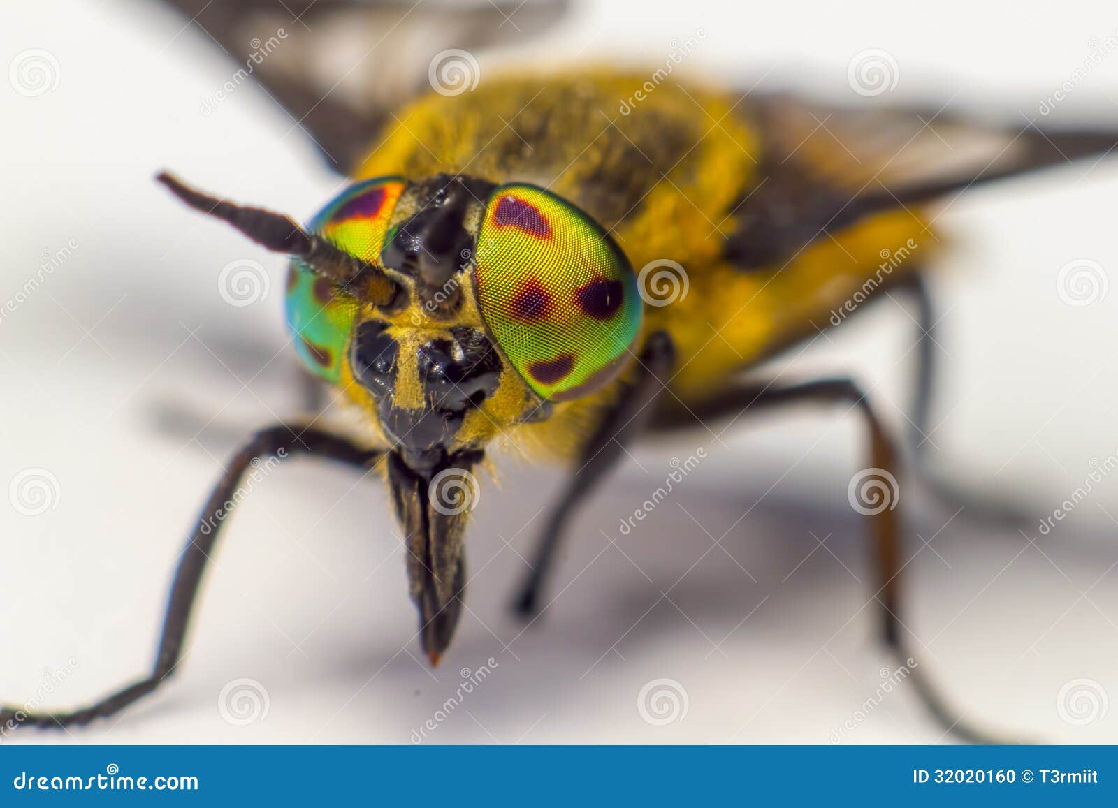 Portrait d'un taon photo stock. Image du pattes, abaissement - 32020160