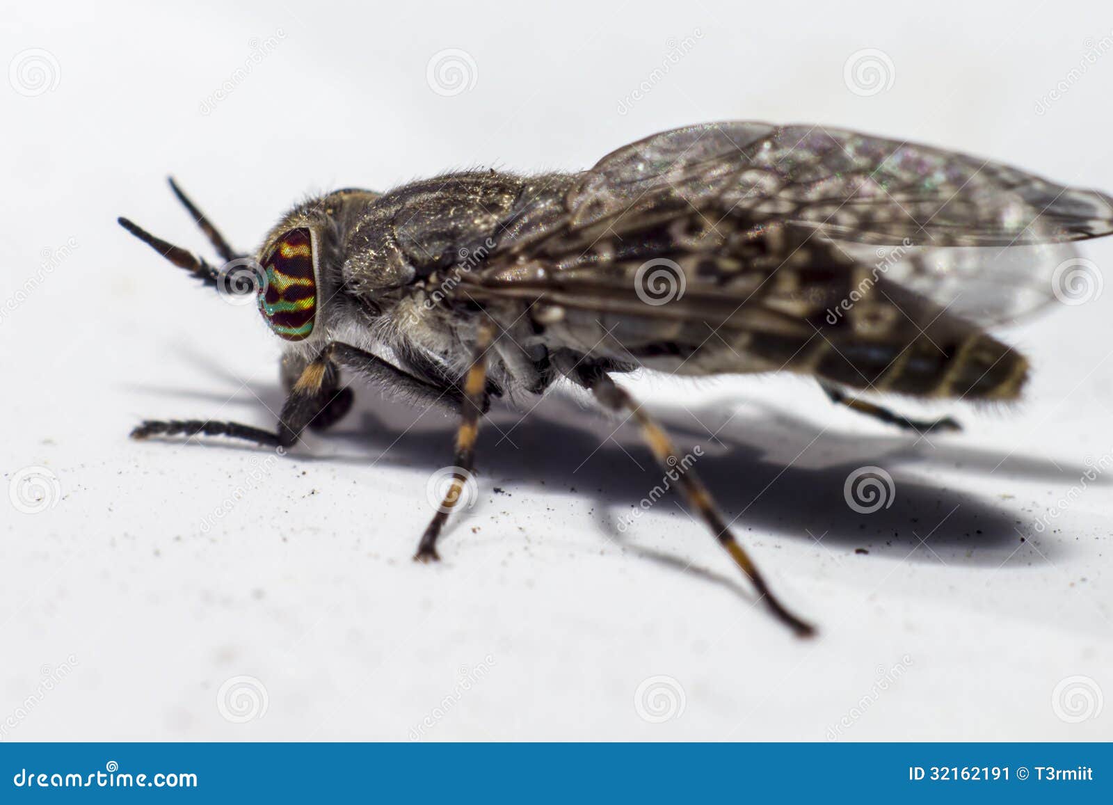 Portrait d'un taon image stock. Image du détaillé, grand - 32162191