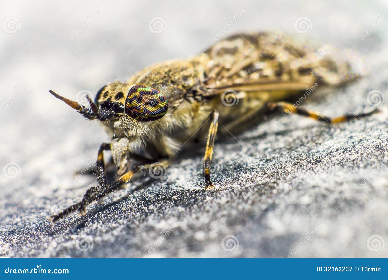Portrait d'un taon image stock. Image du lecture, animal - 32162237
