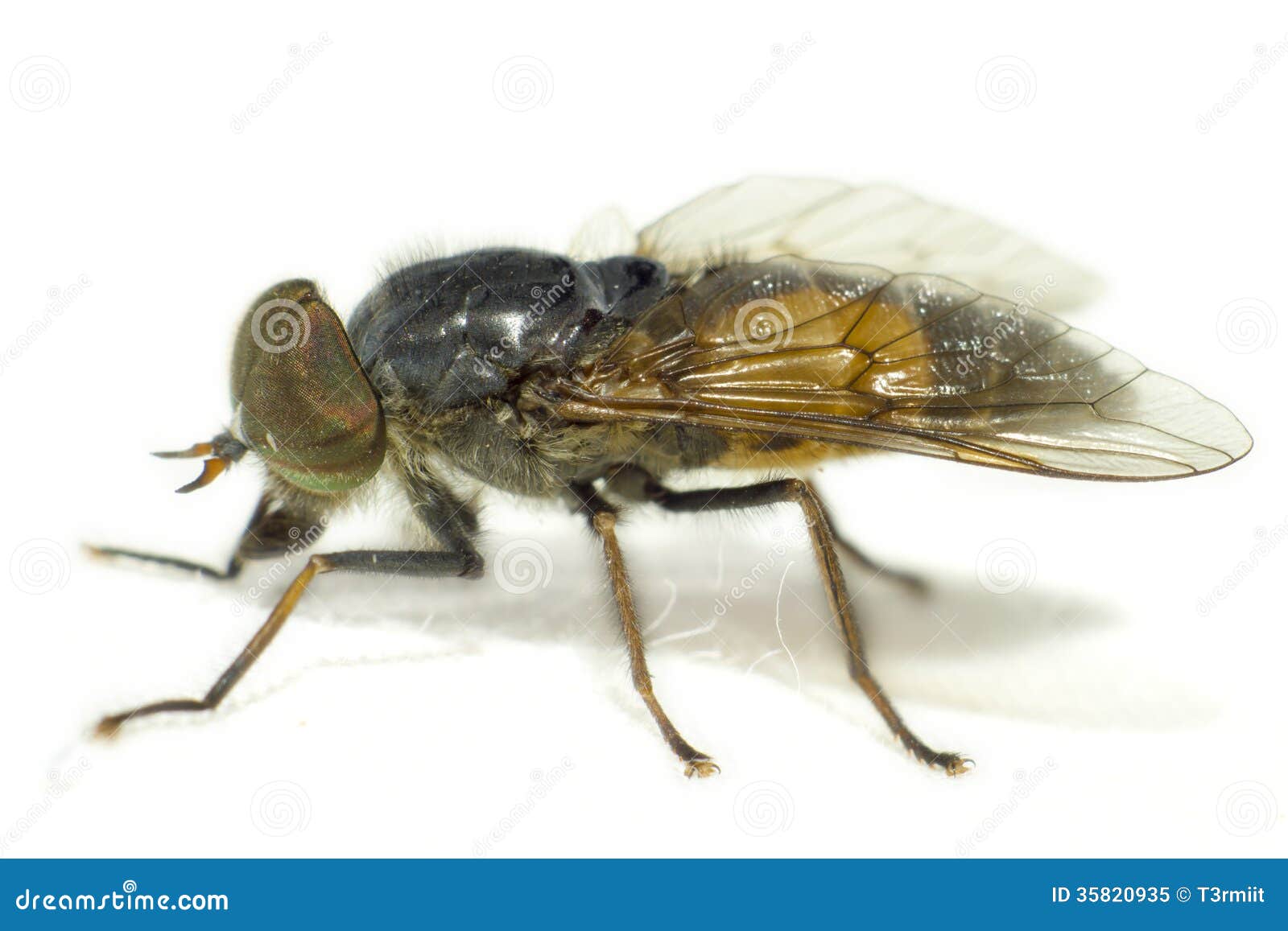 Portrait d'un taon image stock. Image du éditorial, environnement ...