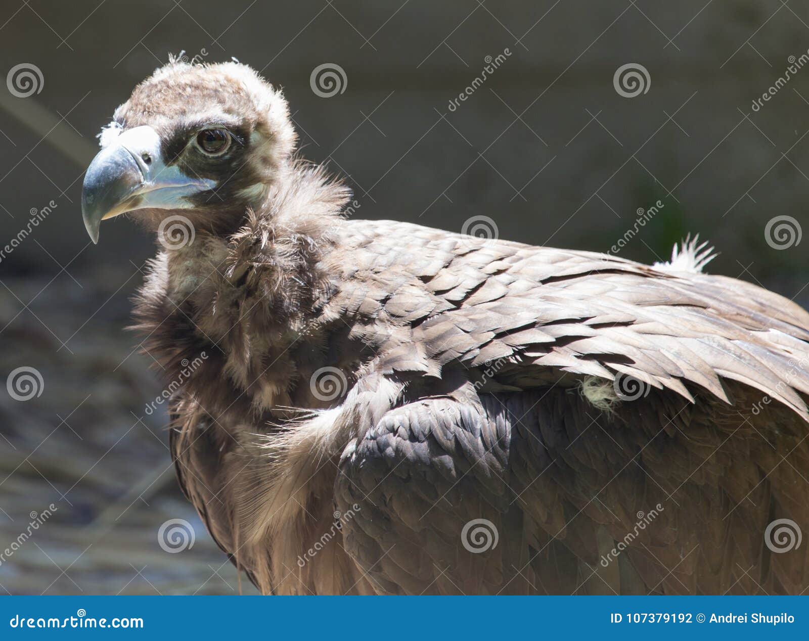 Portrait D'un Vautour Dans Un Zoo Photo stock - Image du prédateur ...