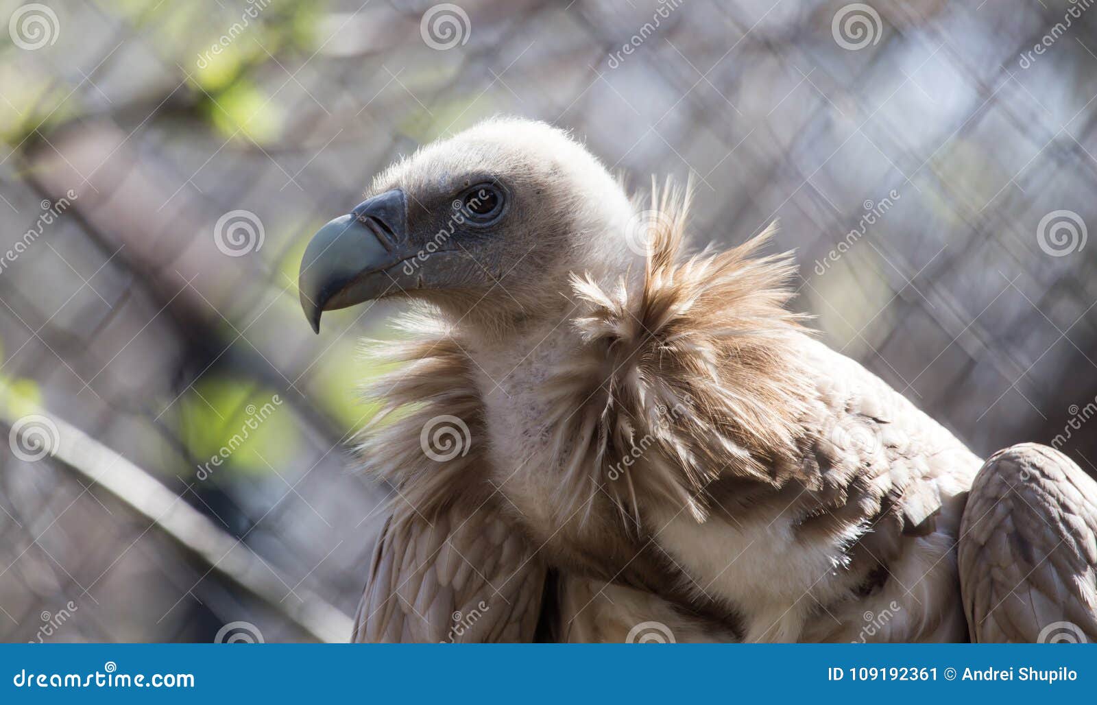Portrait D'un Vautour Dans Un Zoo Image stock - Image du clavettes ...