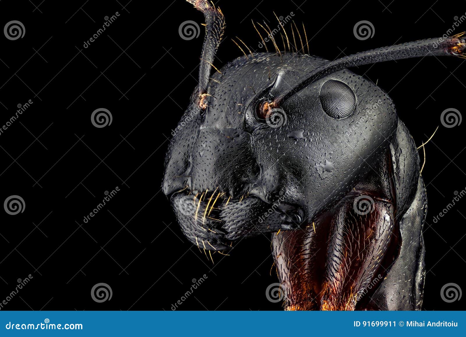 Portrait d'une fourmi image stock. Image du fermer, profil - 91699911