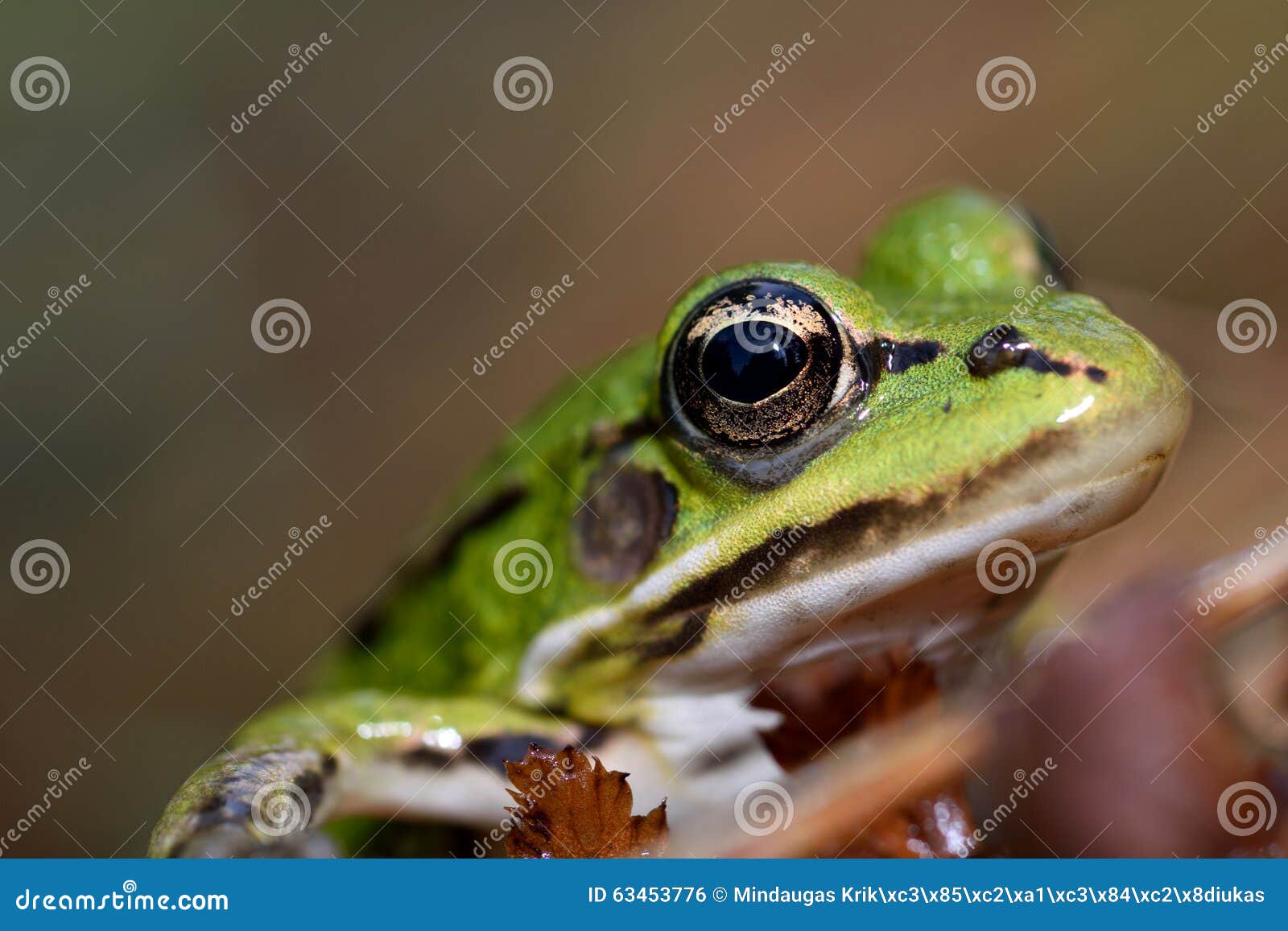 Portrait d'une grenouille photo stock. Image du grenouille - 63453776