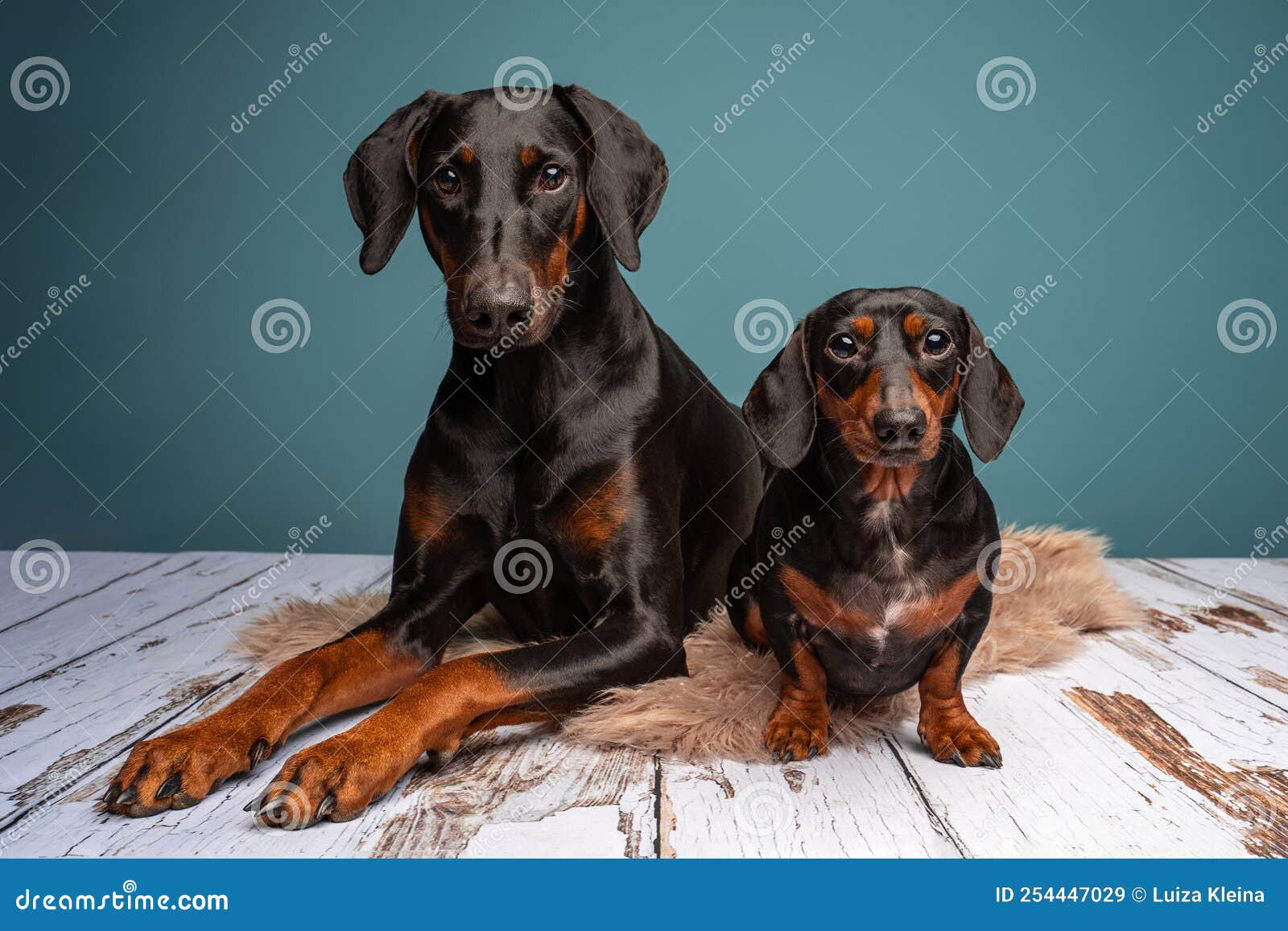 Portrait of a Dachshunds and a Doberman Stock Image - Image of mammal ...