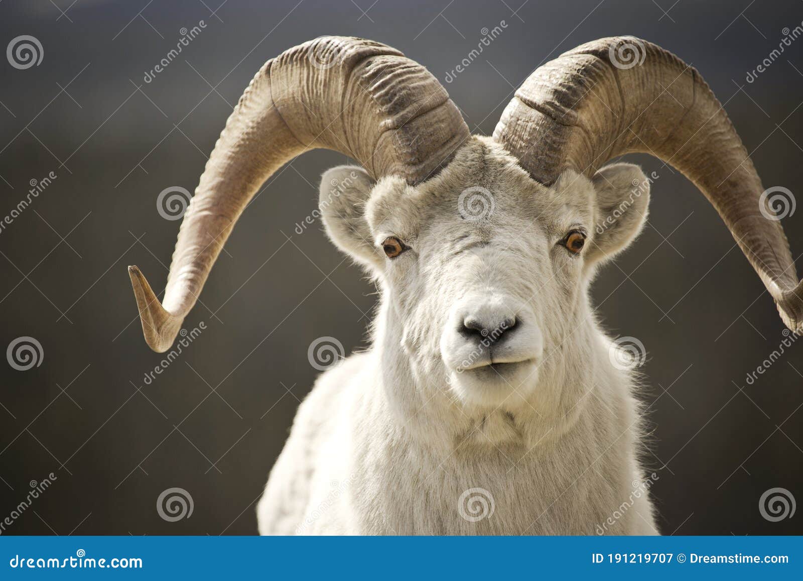 Dall Sheep Ram stock image. Image of sheep, horns, stare - 191219707