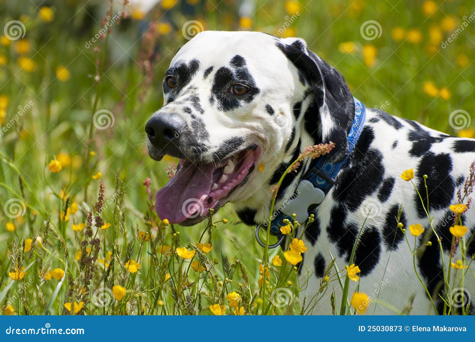 Portrait of dalmatian stock image. Image of sunlight - 25030873