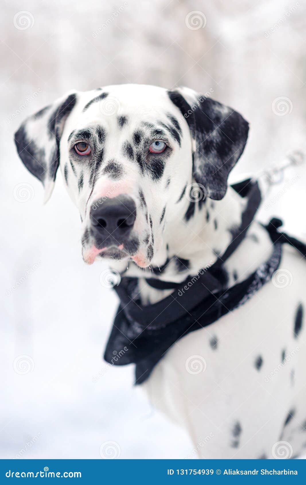 Portrait of Dalmatian dog stock image. Image of canine - 131754939