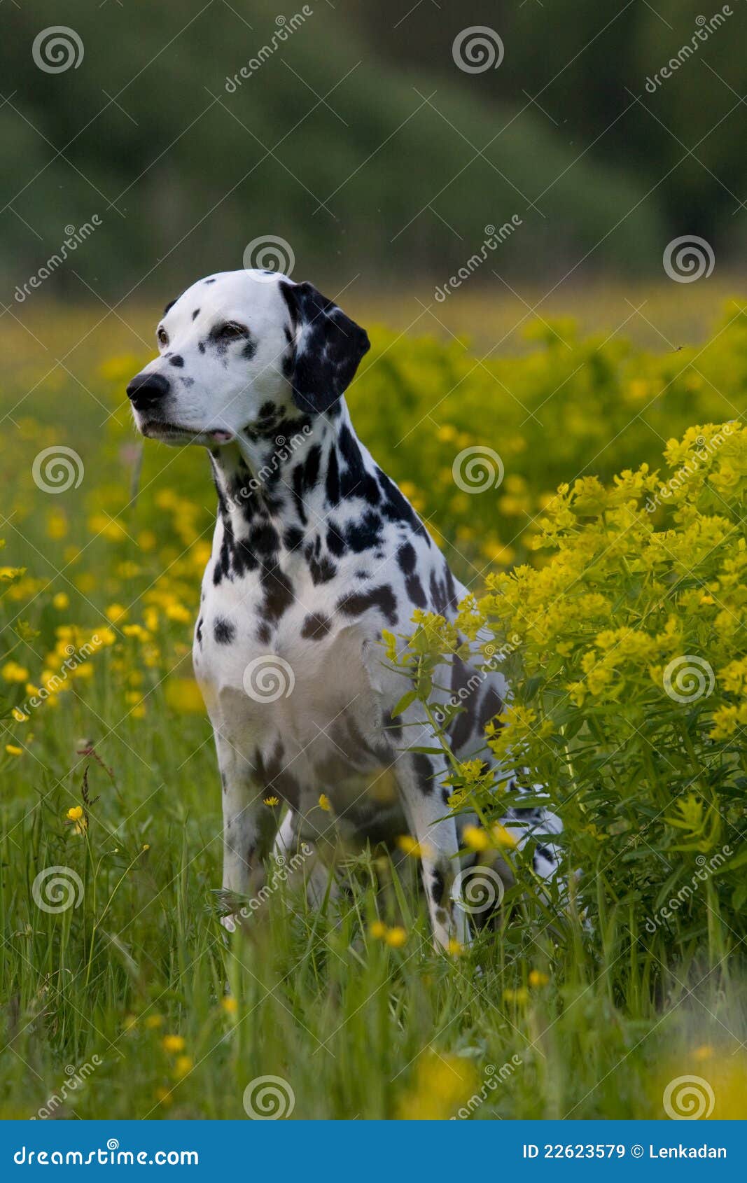 Portrait of Dalmatian on Meadow Stock Image - Image of dalmatian ...