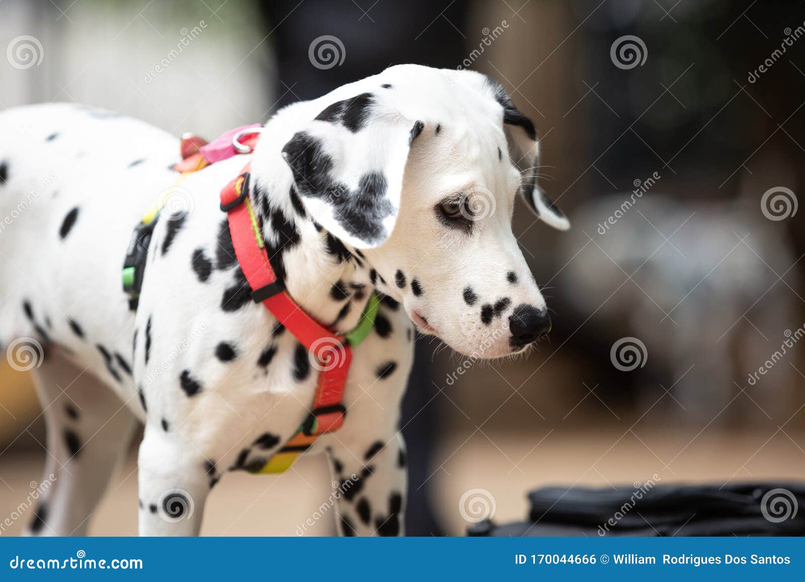 Portrait of a Dalmatian Puppy Stock Photo - Image of mamma, mammal ...
